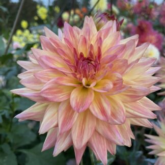 Shop - Soaring Heart Dahlias