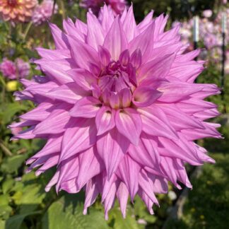 Shop – Soaring Heart Dahlias