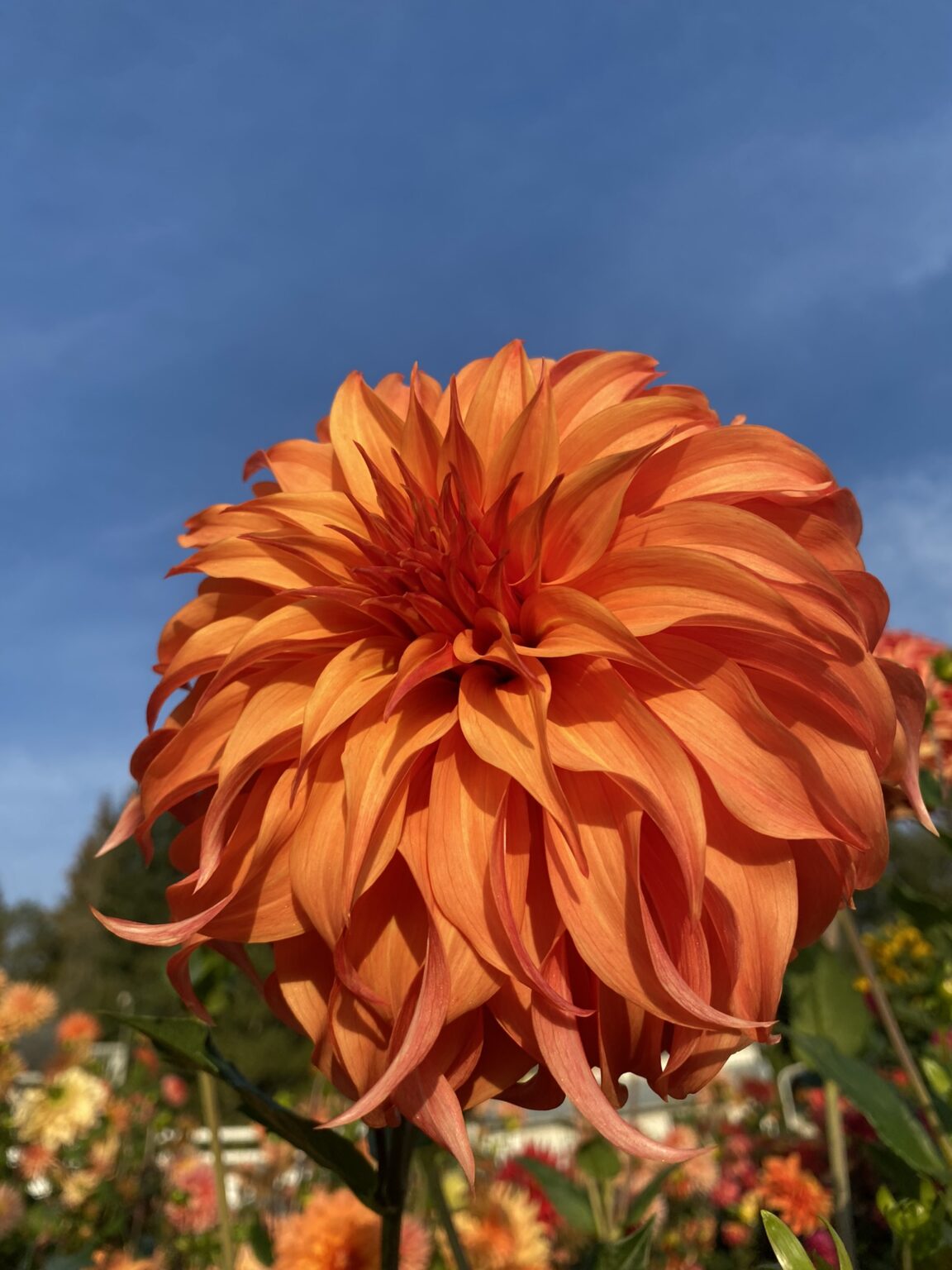 Bloomquist Jean - Soaring Heart Dahlias