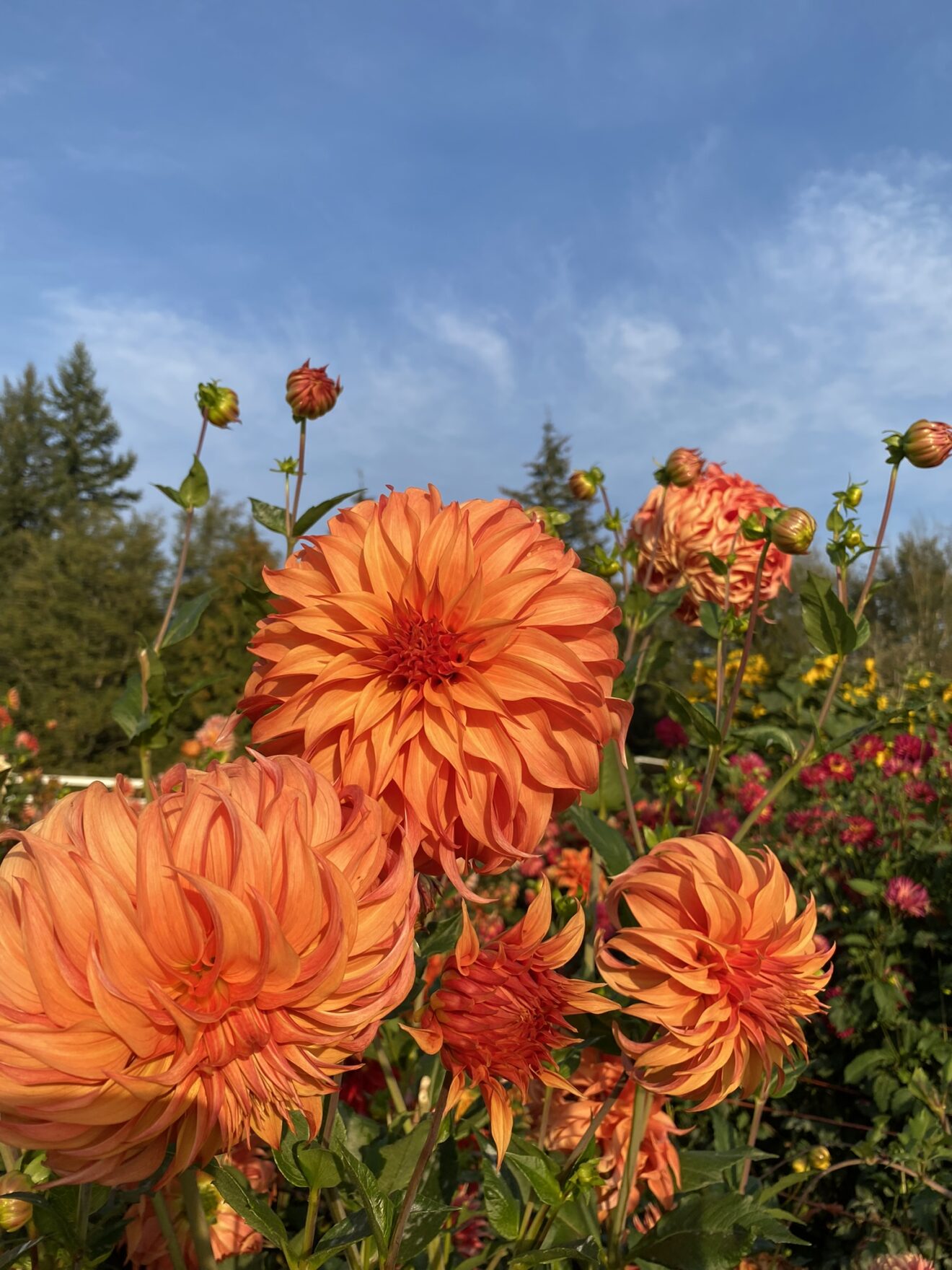 Bloomquist Jean - Soaring Heart Dahlias