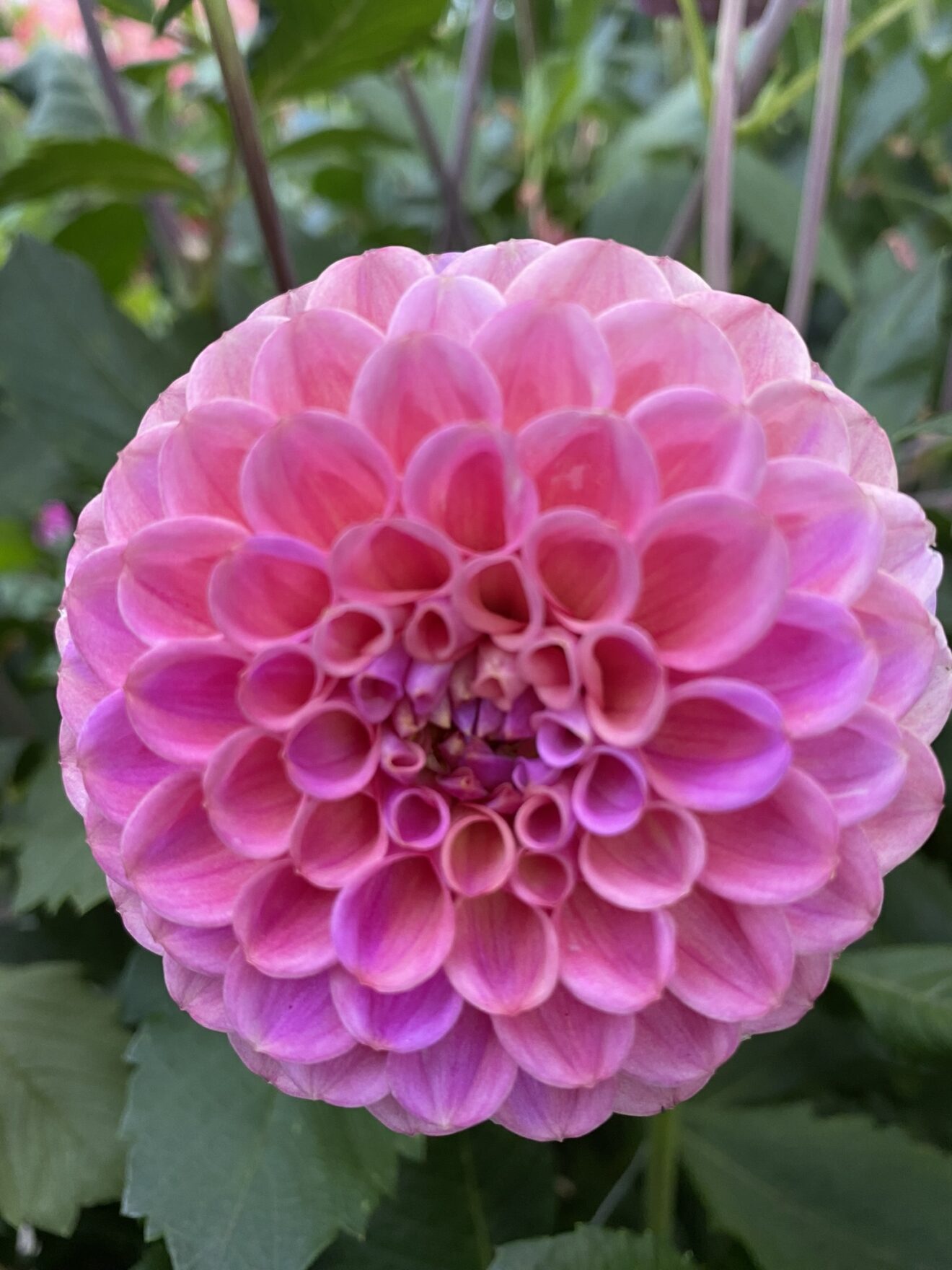 Caitlin's Joy - Soaring Heart Dahlias