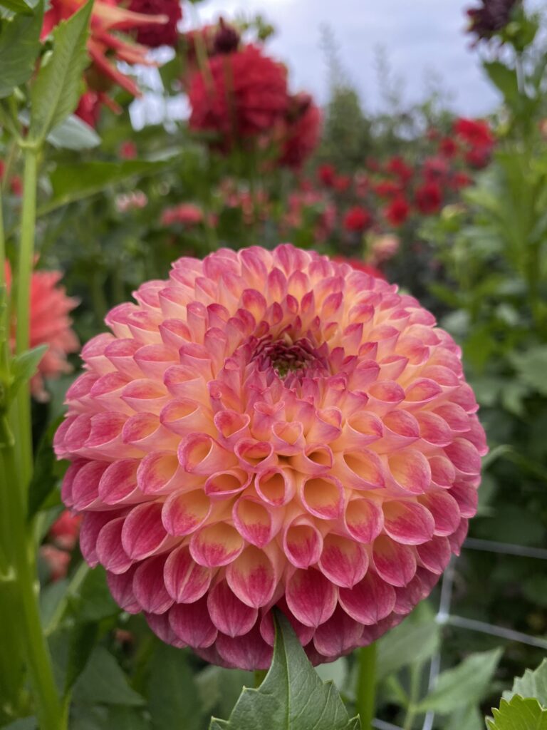 Camano Mordor - Soaring Heart Dahlias