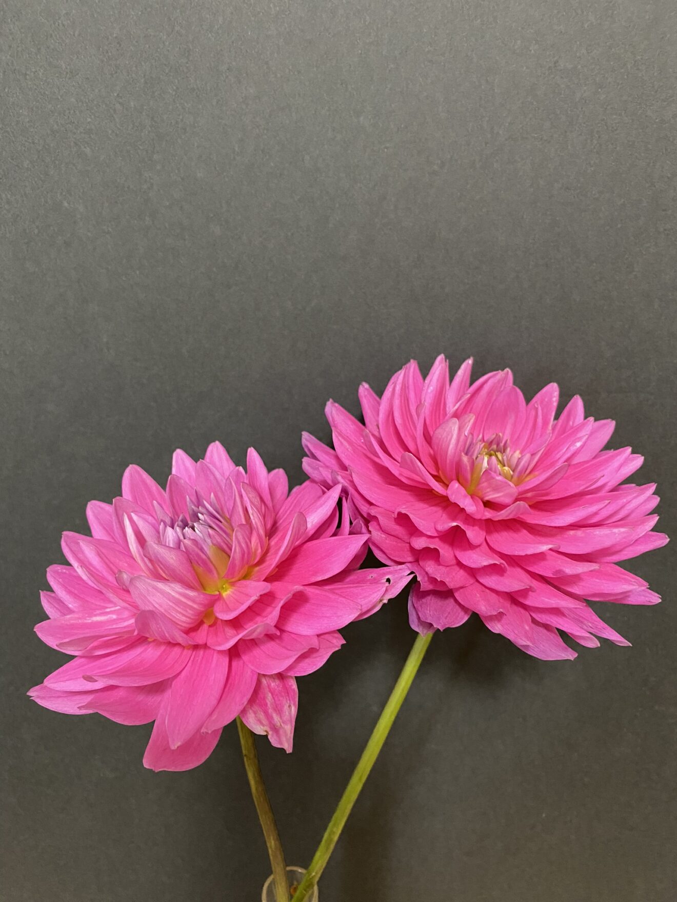 Carmen Bunky - Soaring Heart Dahlias