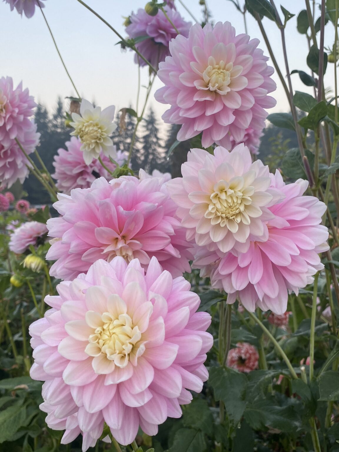 Chilson's Pride - Soaring Heart Dahlias