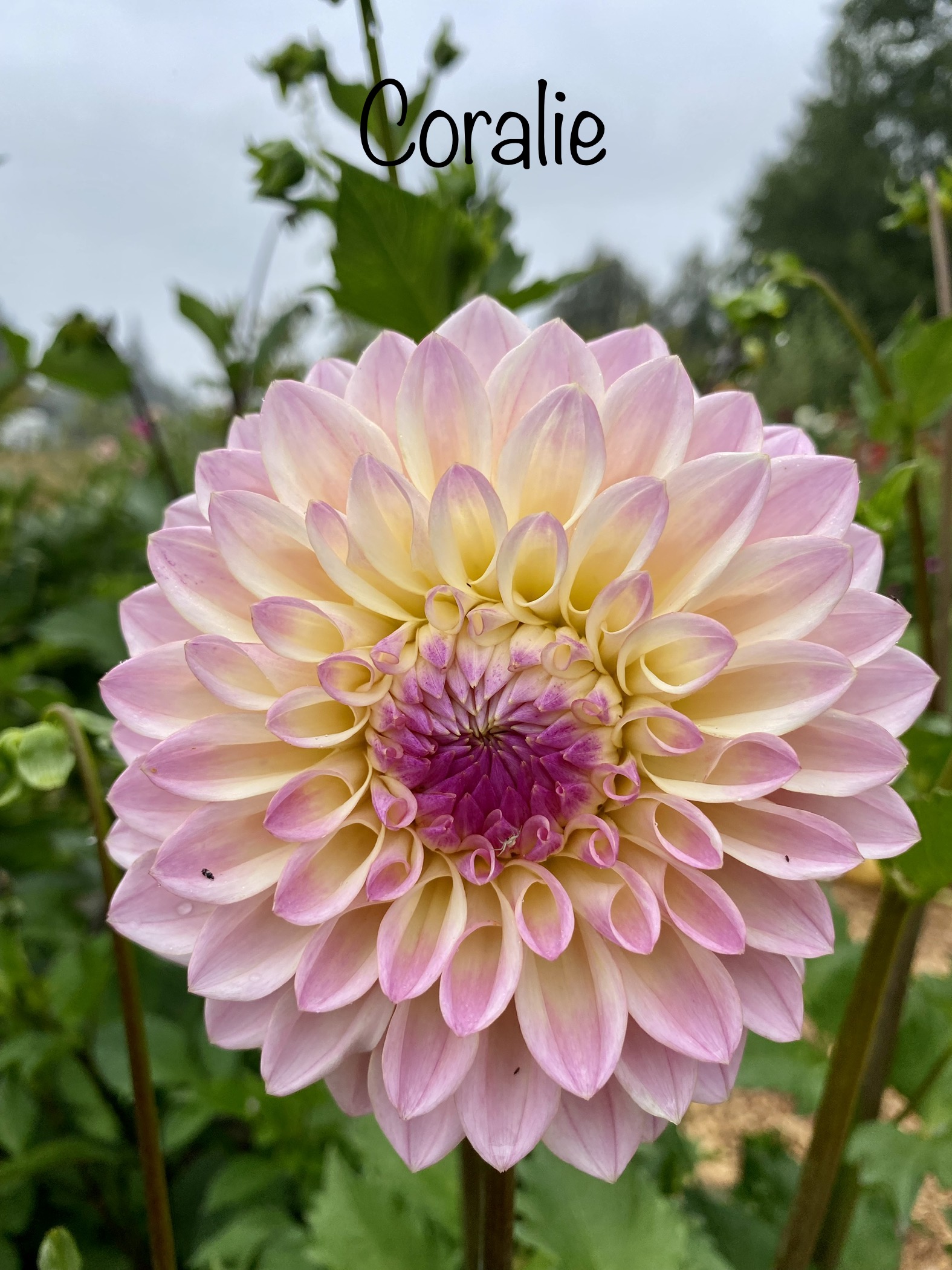 Coralie - Soaring Heart Dahlias