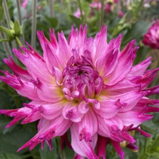 Shop 7 - Soaring Heart Dahlias