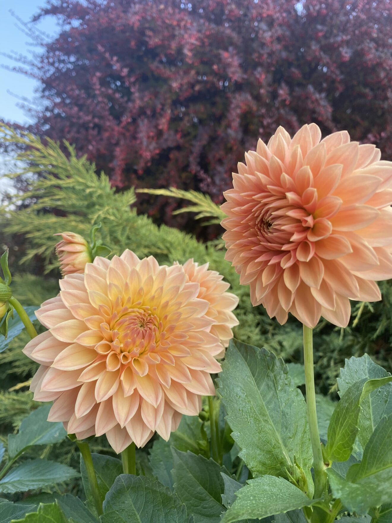 Hamilton Lillian - Soaring Heart Dahlias