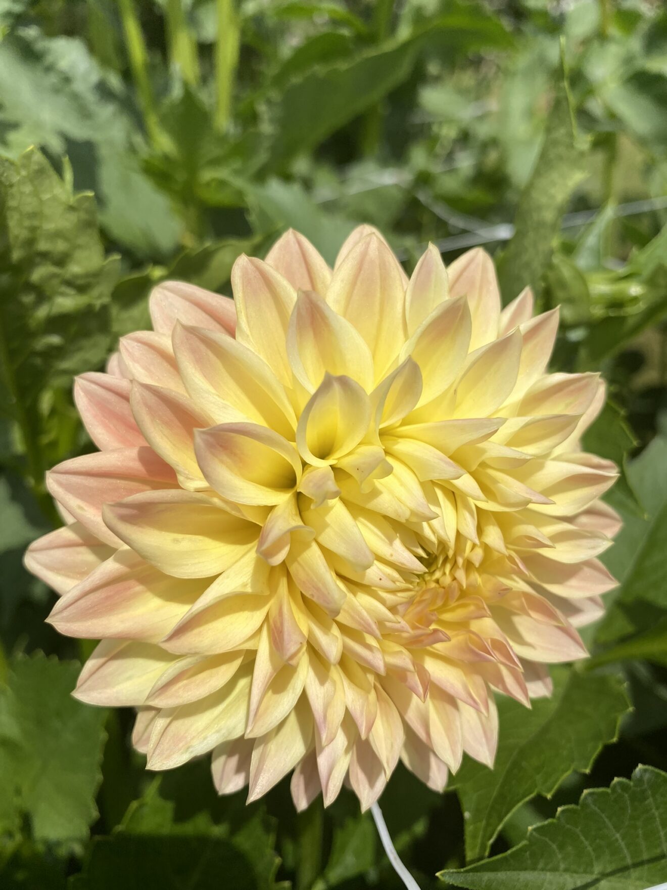 Hamilton Lillian - Soaring Heart Dahlias