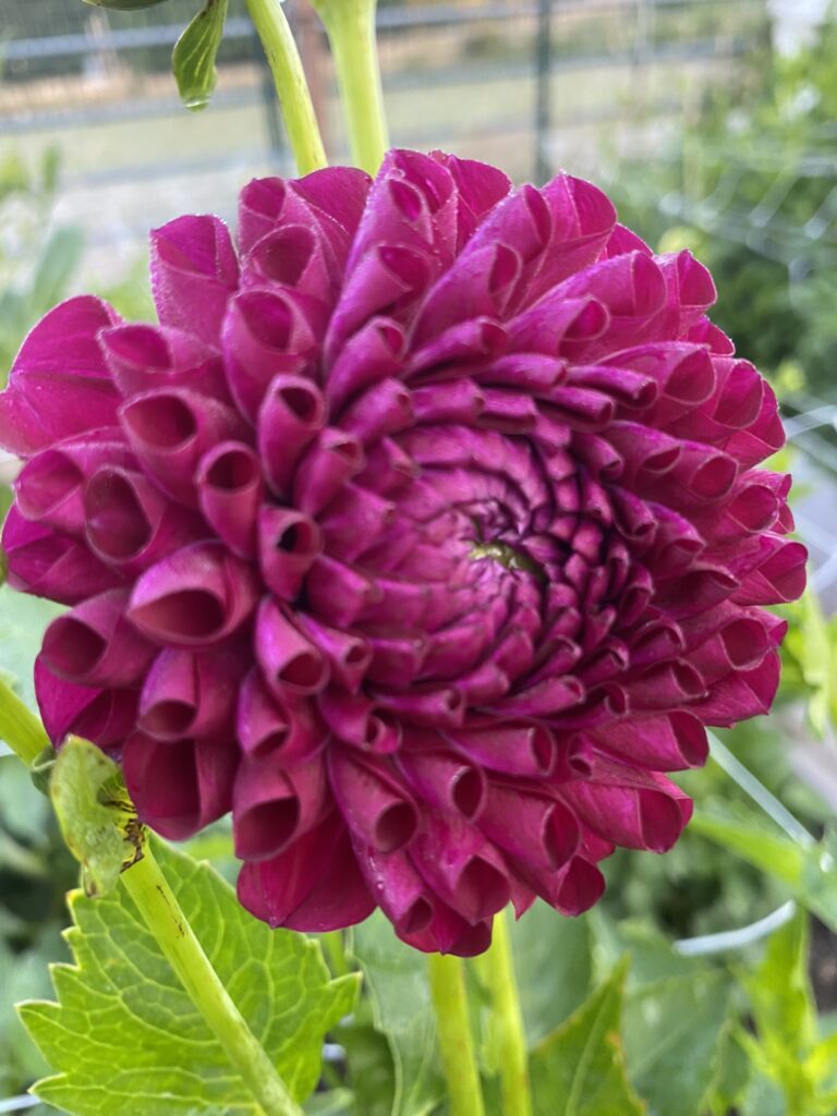 JS Emma Lee - Soaring Heart Dahlias
