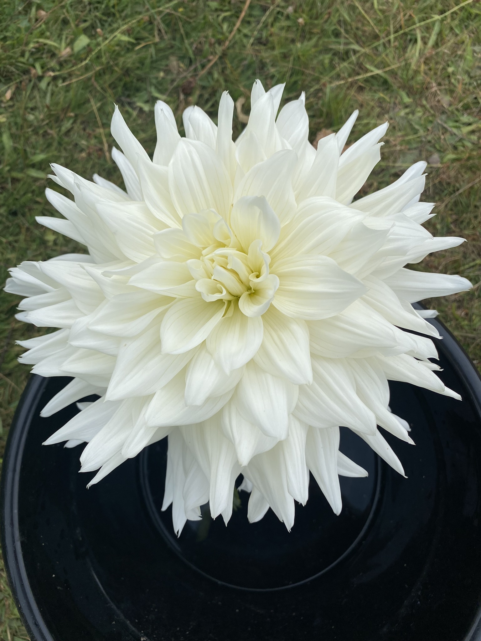 Kenora Clyde - Soaring Heart Dahlias