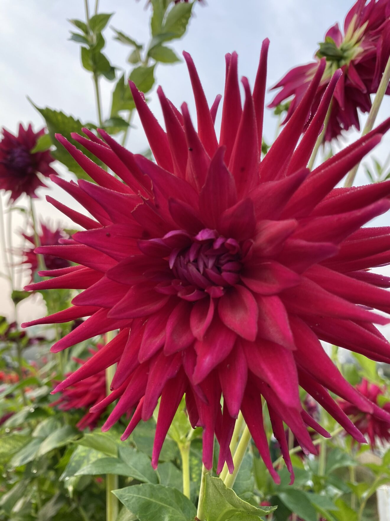 Nuit D'Ete - Soaring Heart Dahlias