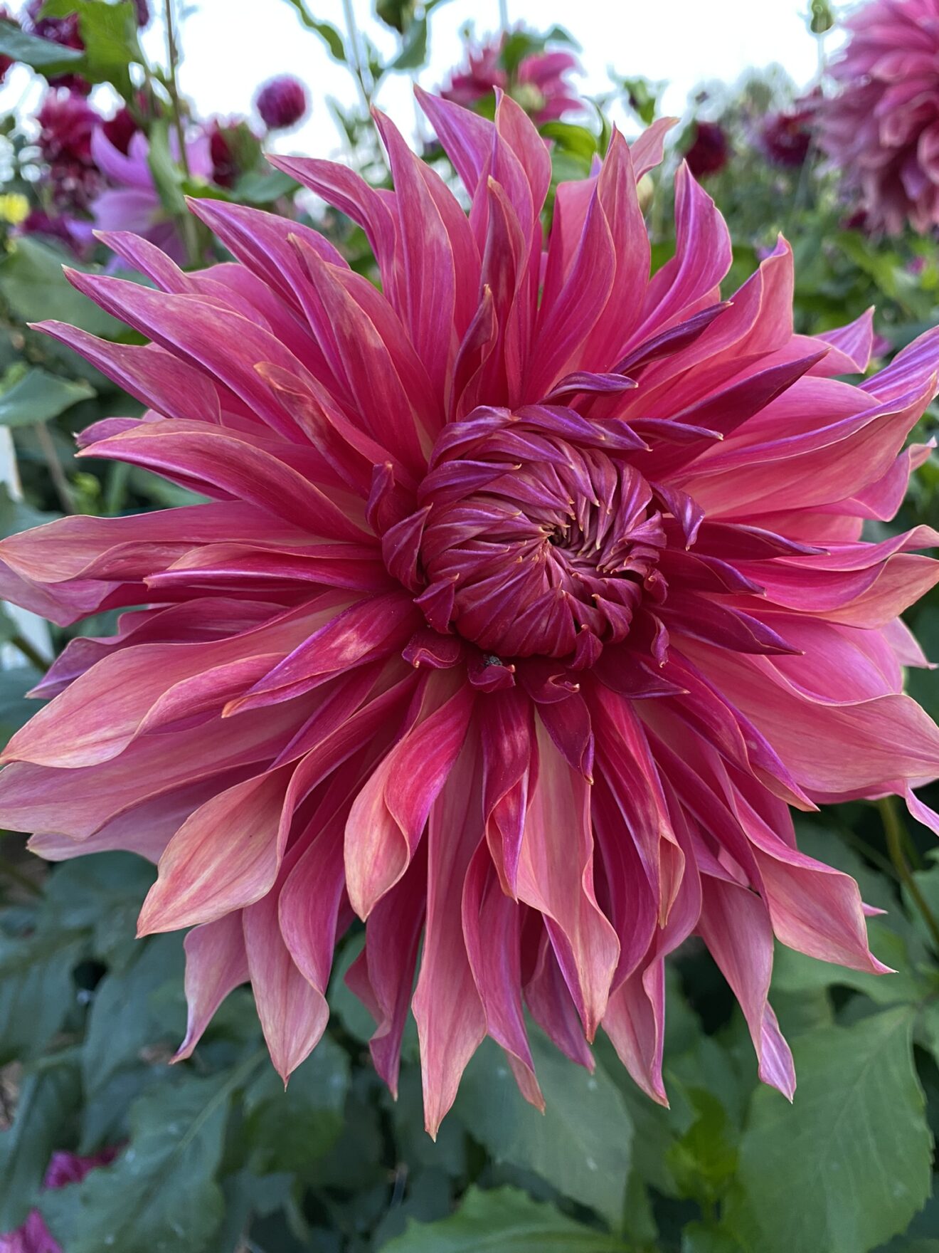 Penhill Dark Monarch - Soaring Heart Dahlias