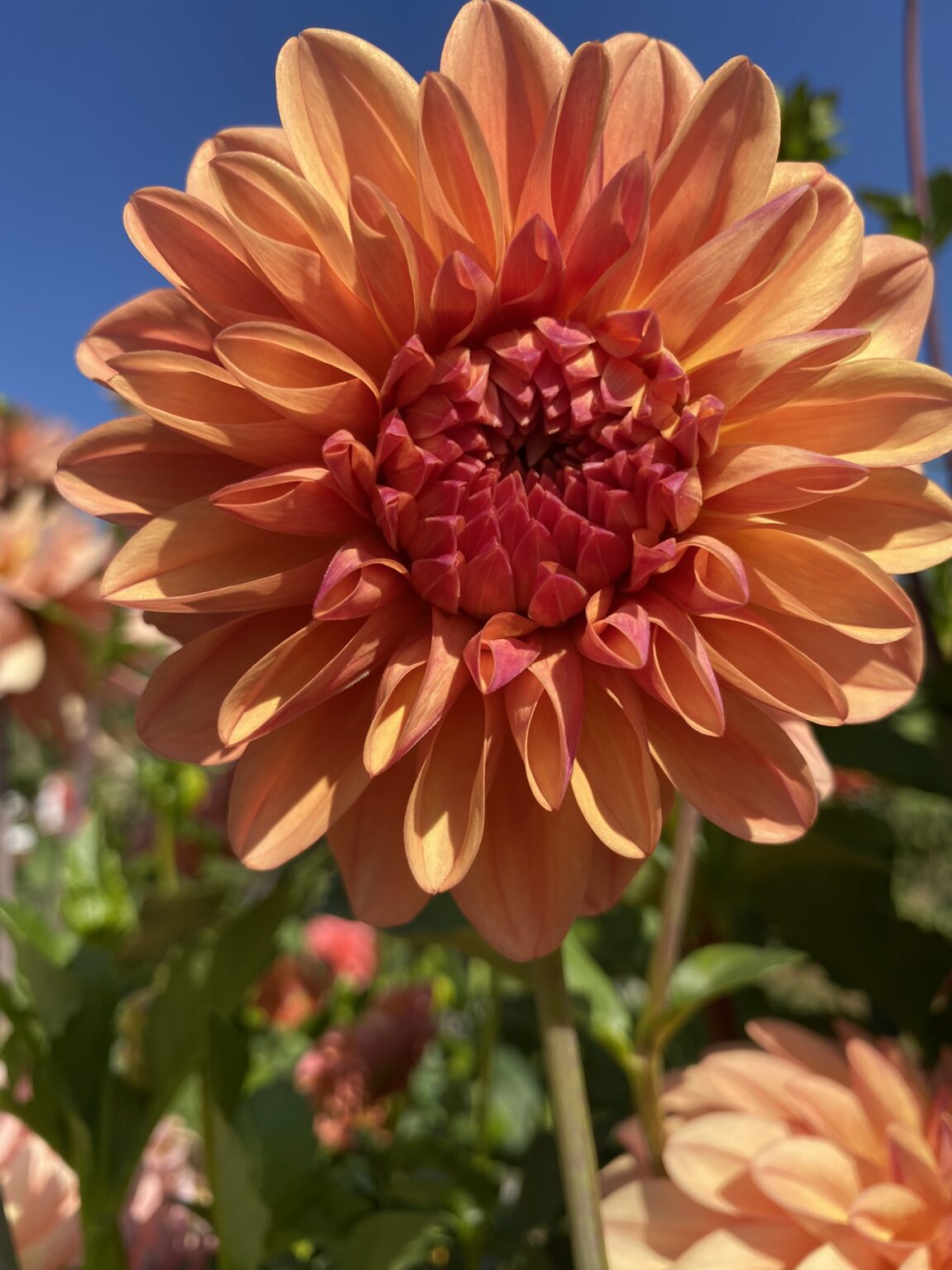 Robann Butterscotch - Soaring Heart Dahlias