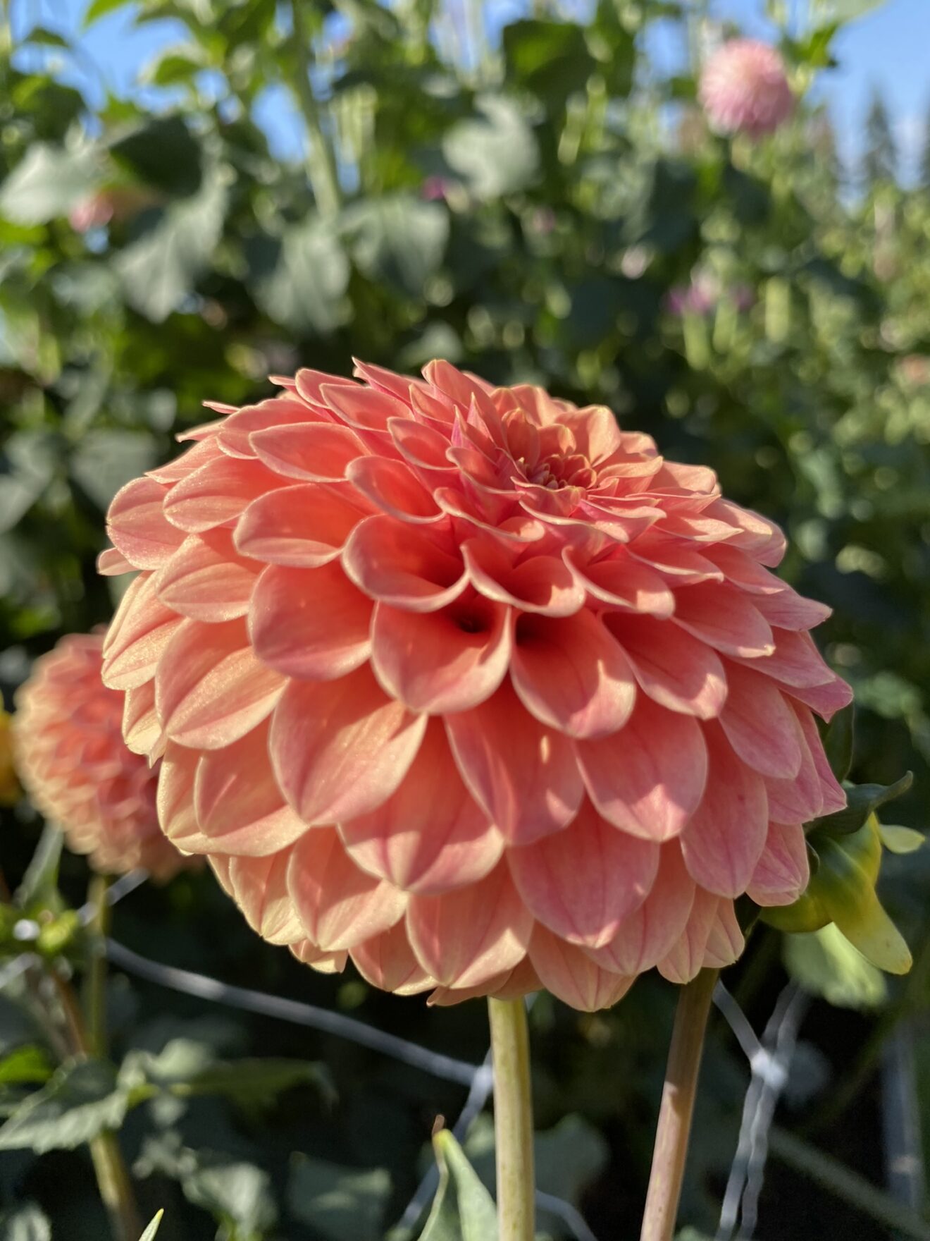 Rose Toscano - Soaring Heart Dahlias