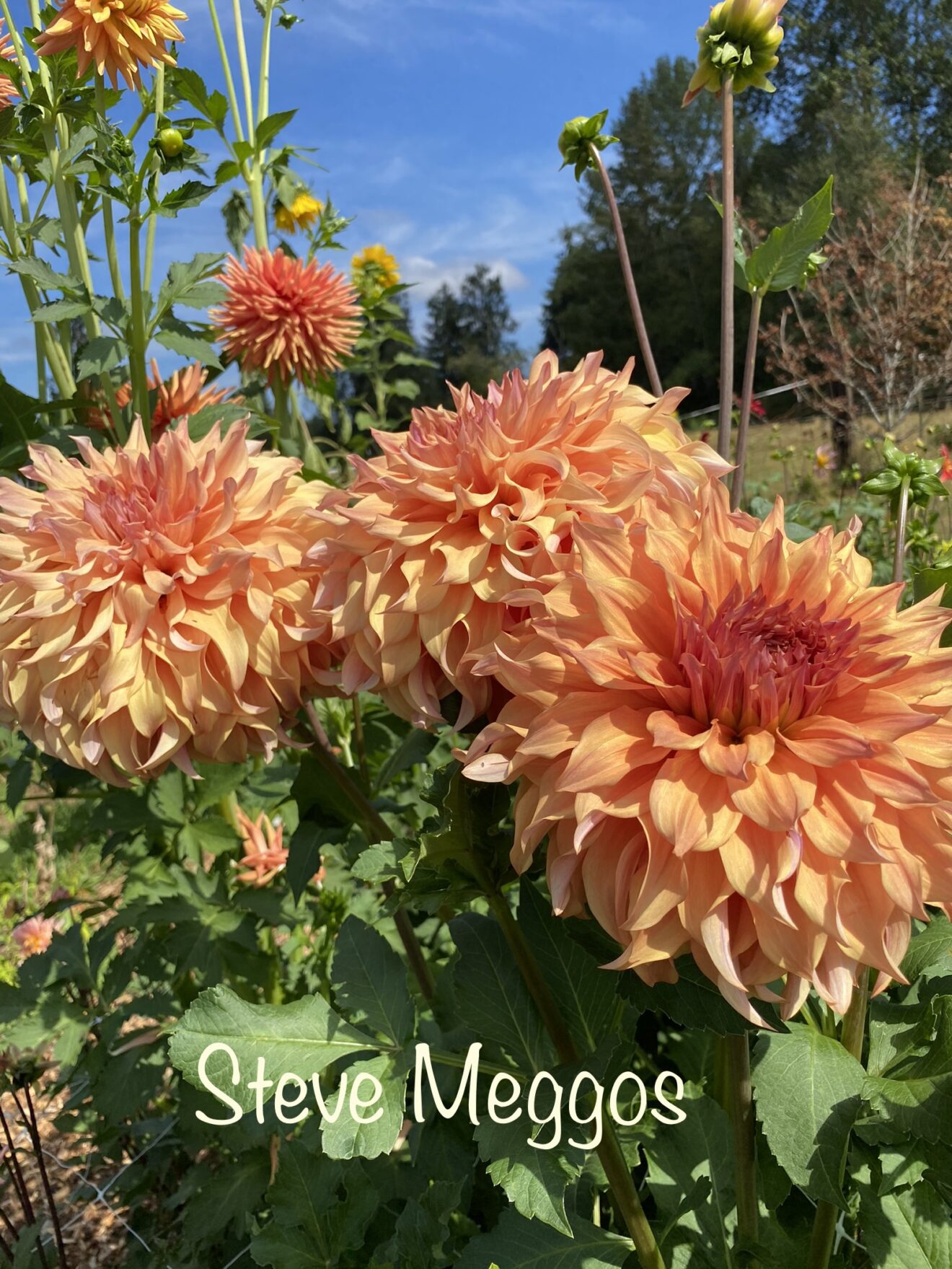 Steve Meggos - Soaring Heart Dahlias