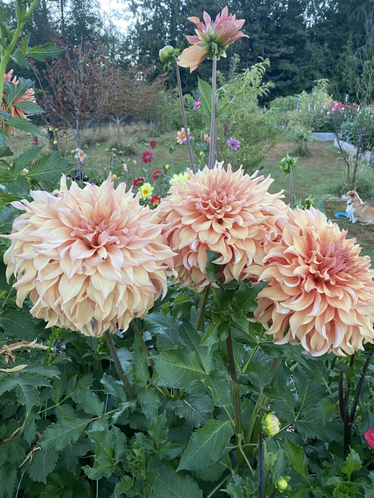 Steve Meggos - Soaring Heart Dahlias