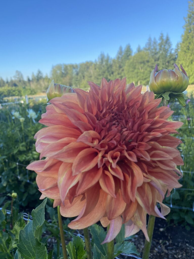 Steve Meggos - Soaring Heart Dahlias
