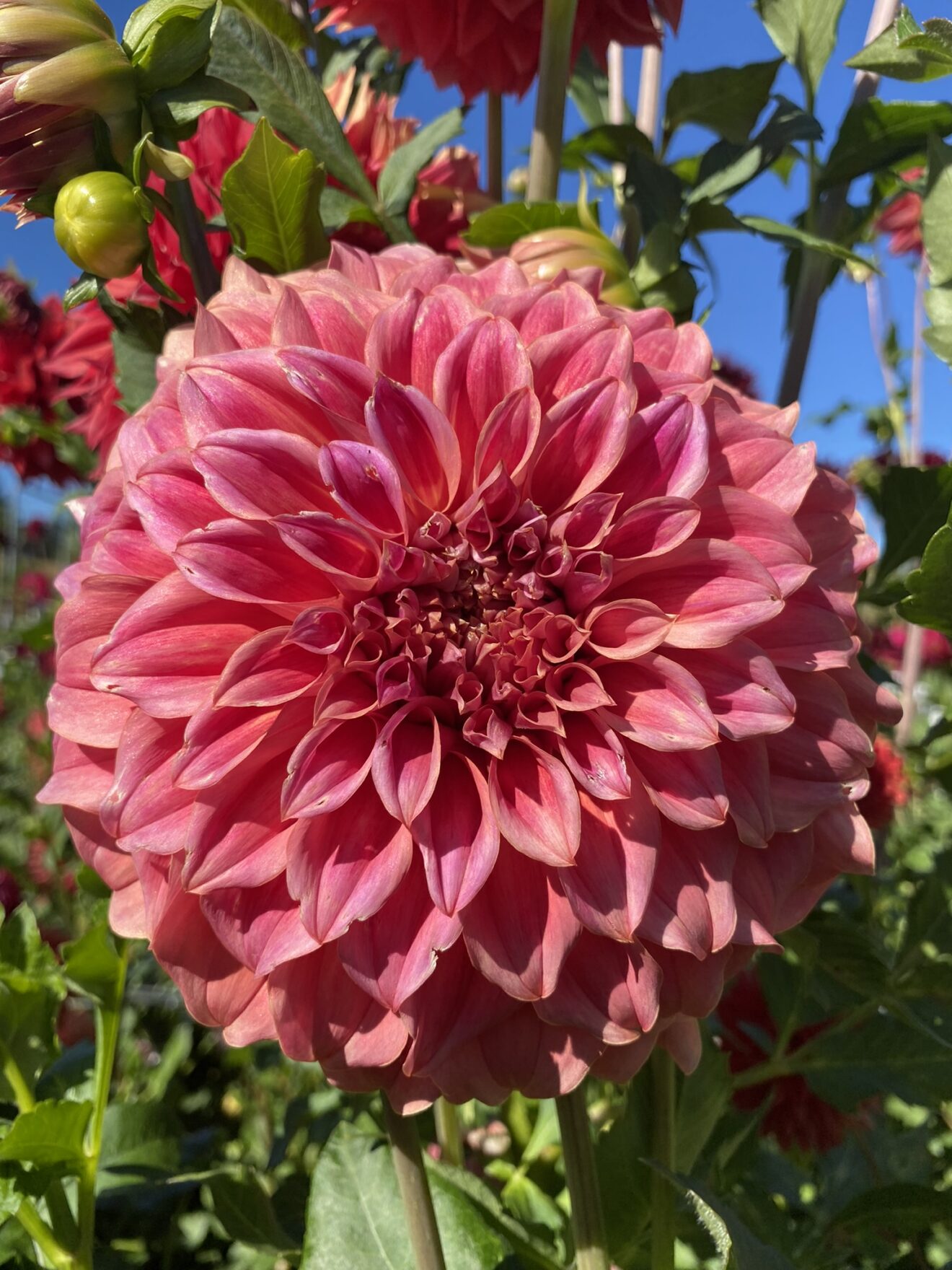 Sylvia Craig Hunter - Soaring Heart Dahlias