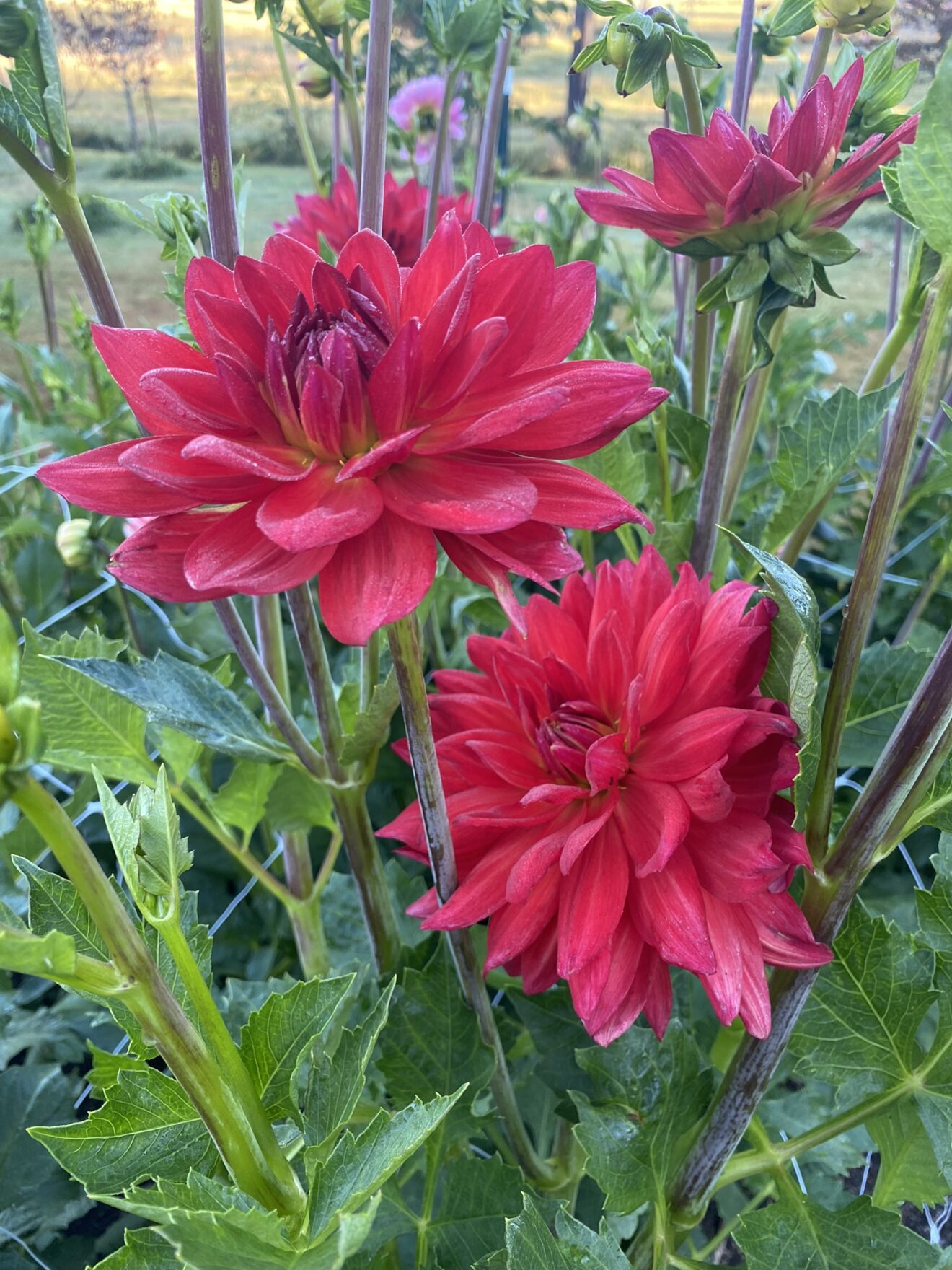Taratahi Ruby - Limit One - Soaring Heart Dahlias
