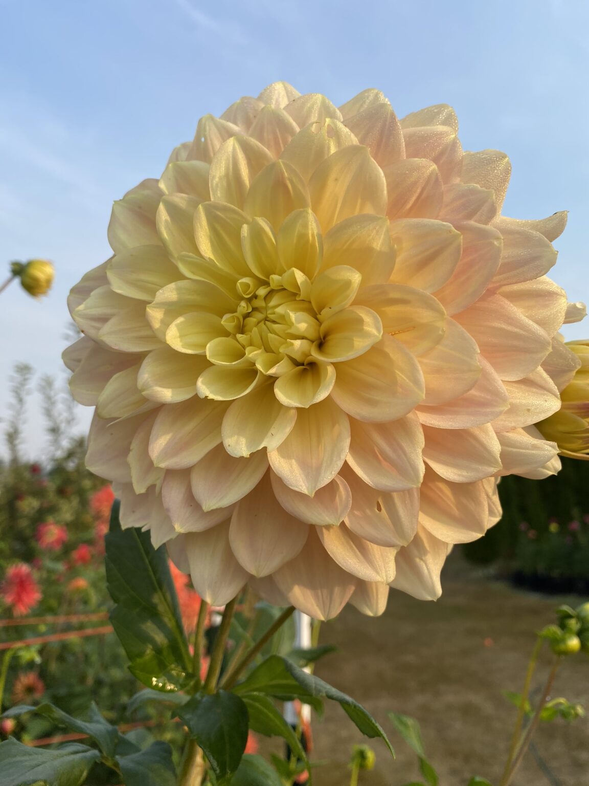 Wyn's NEW Pastel - Soaring Heart Dahlias