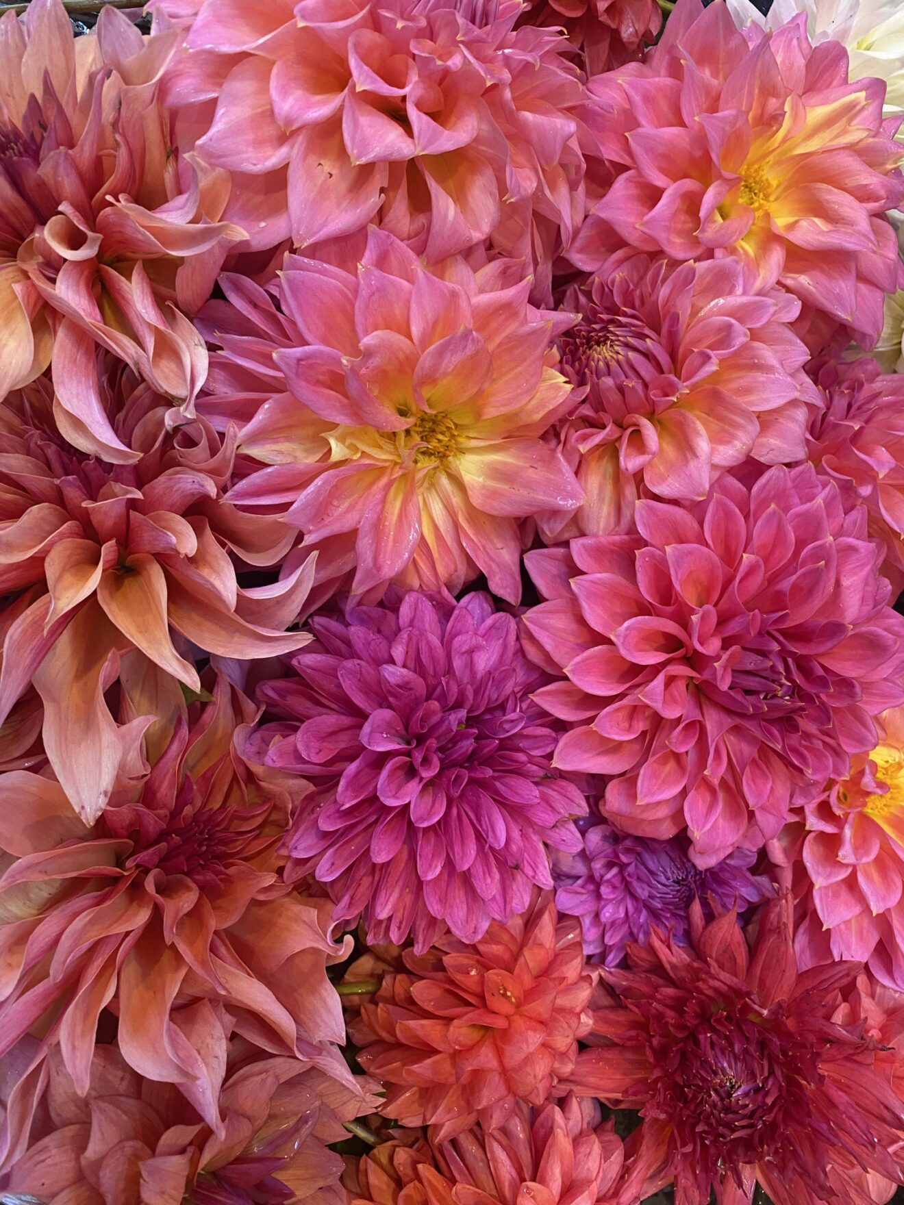 Soaring Heart Dahlias