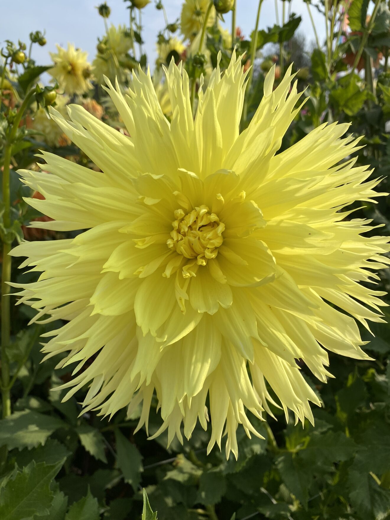 Bloomquist Glow - Soaring Heart Dahlias