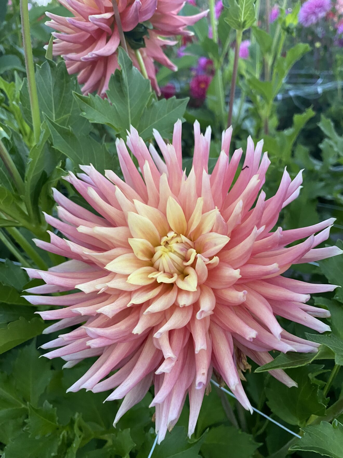 Bloomquist Dreamer - Soaring Heart Dahlias