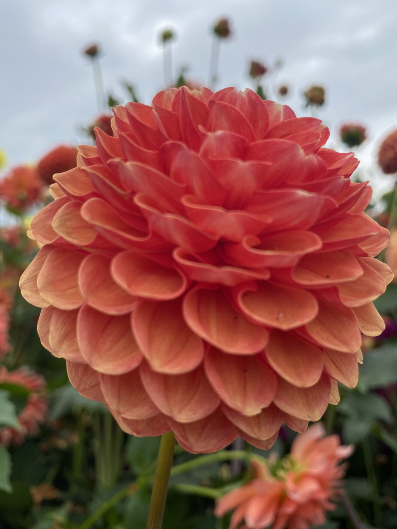 Valley Rust Bucket - Soaring Heart Dahlias