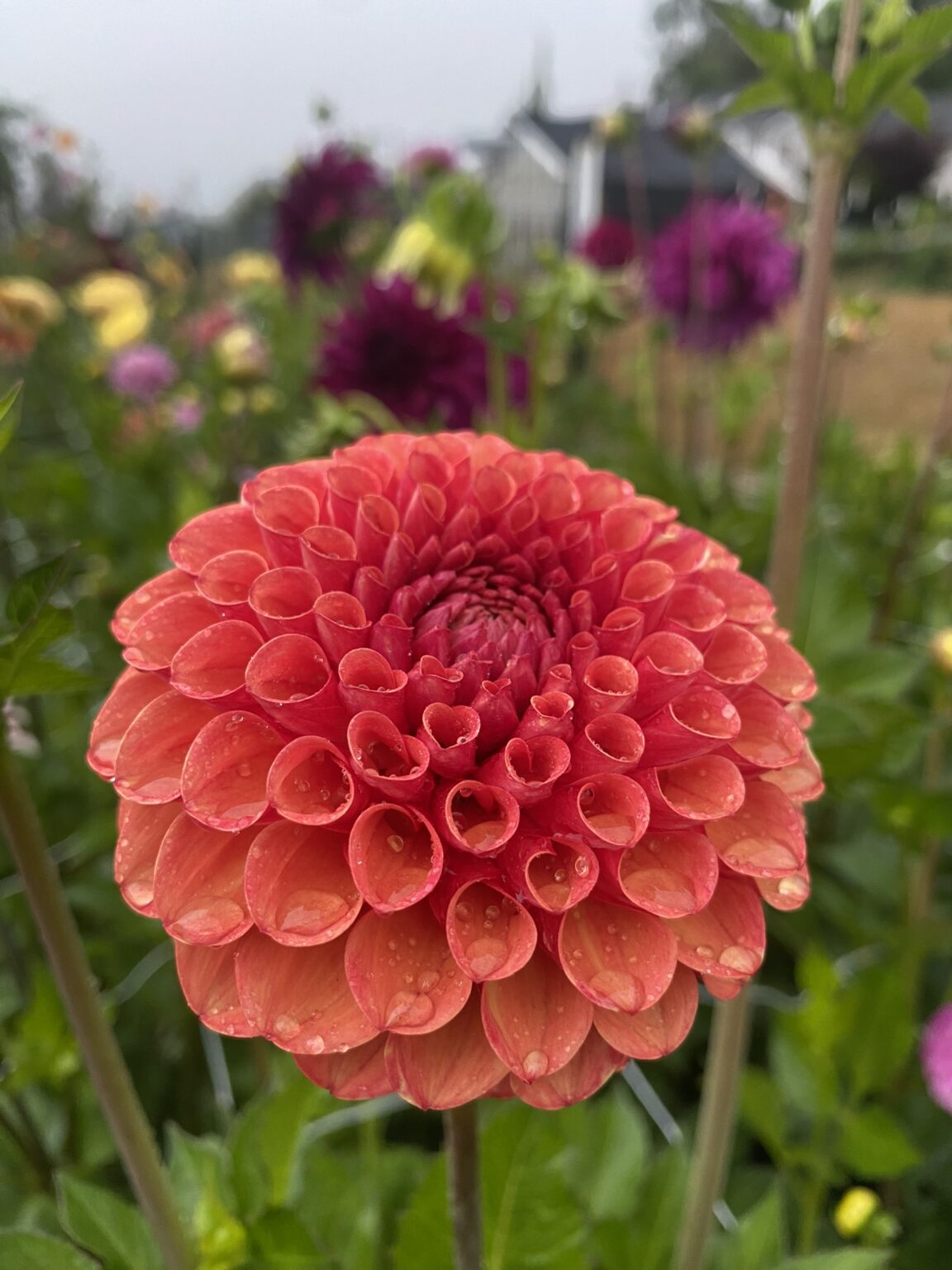 Valley Rust Bucket - Soaring Heart Dahlias