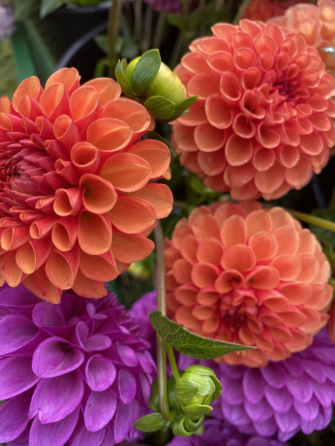 Valley Rust Bucket - Soaring Heart Dahlias